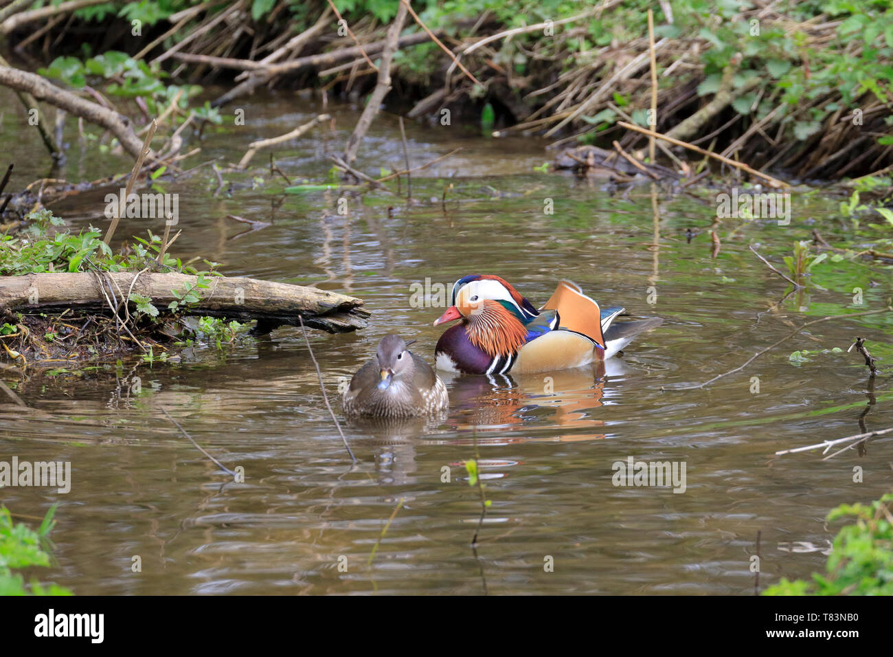 Adel Beck Adel Leeds West High Resolution Stock Photography and Images ...