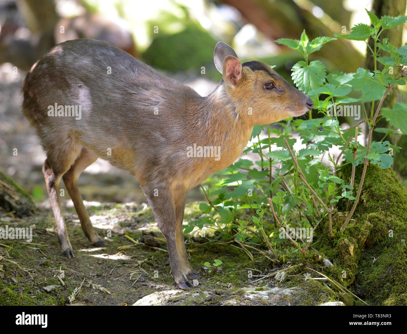 Muntjac of Reeves (Muntiacus reevesi Stock Photo - Alamy