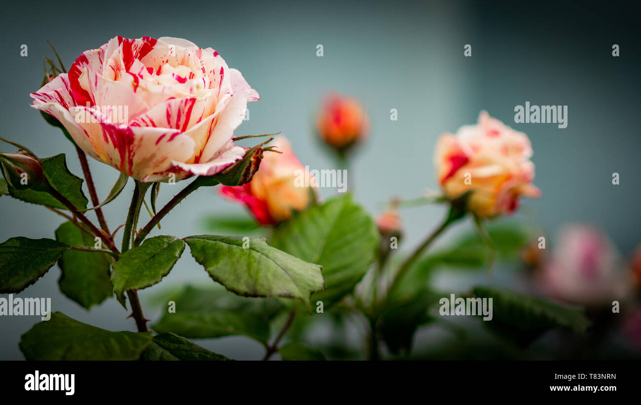 Black thorn flowers hi-res stock photography and images - Alamy