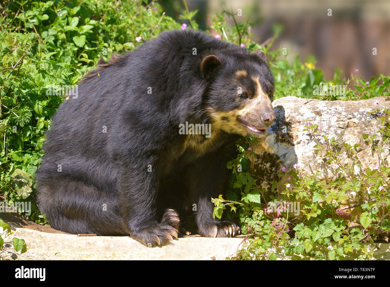 Andean bear (Tremarctos ornatus) also known as the spectacled bear ...