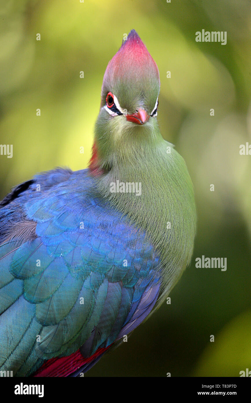 Tauraco bird hi-res stock photography and images - Alamy