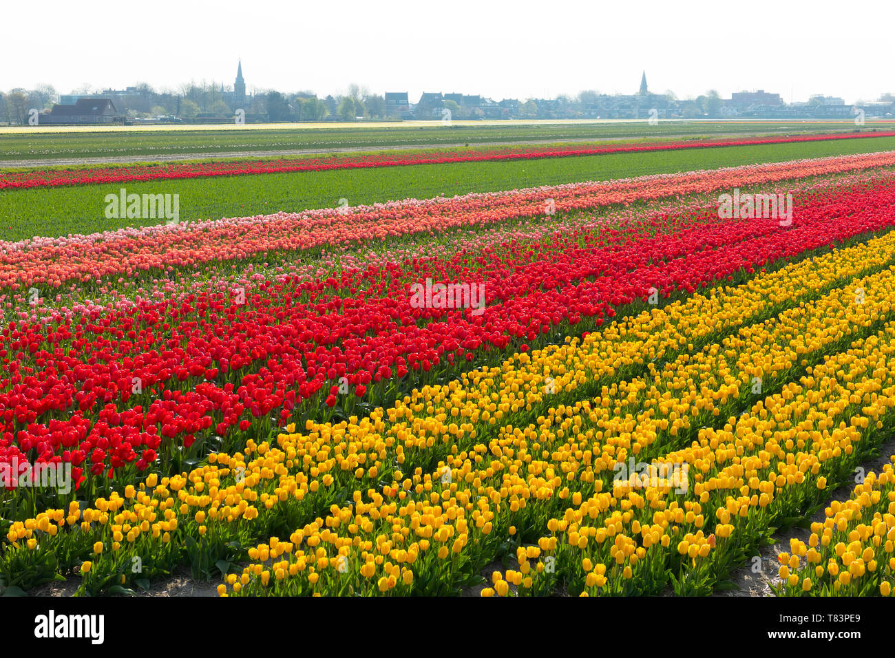 Lisse, Holland - April 18, 2019: Traditional Dutch tulip field with ...