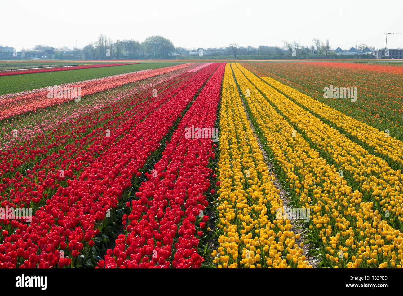 Lisse, Holland - April 18, 2019: Traditional Dutch tulip field with ...