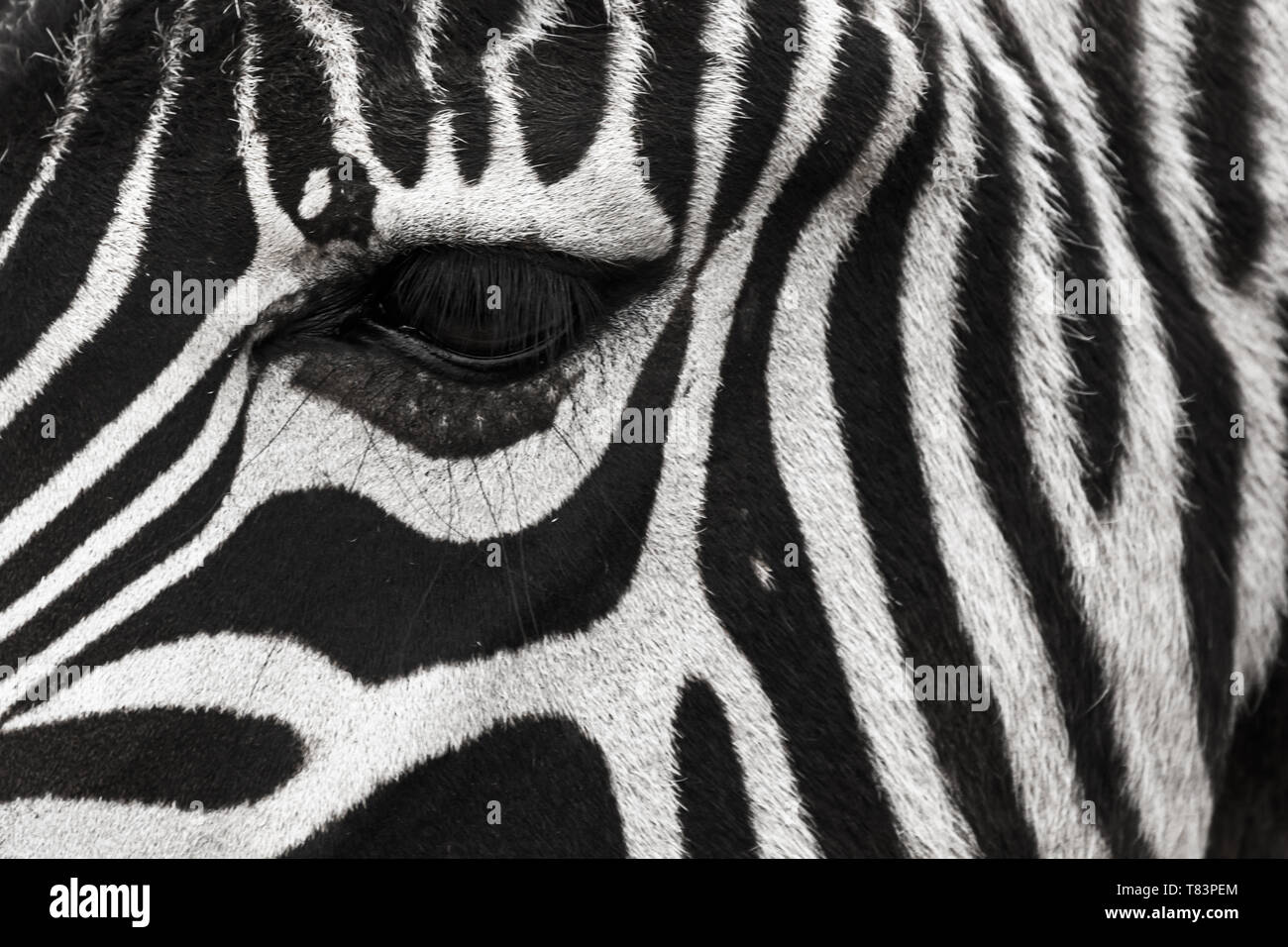 A zebra face up close. Makes a nice background Stock Photo - Alamy