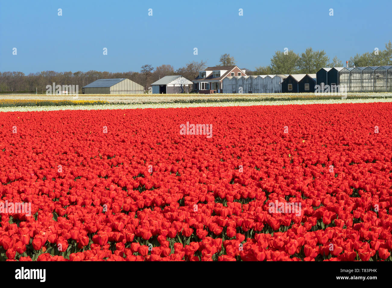 Lisse, Holland - April 18, 2019: Traditional Dutch tulip field with ...