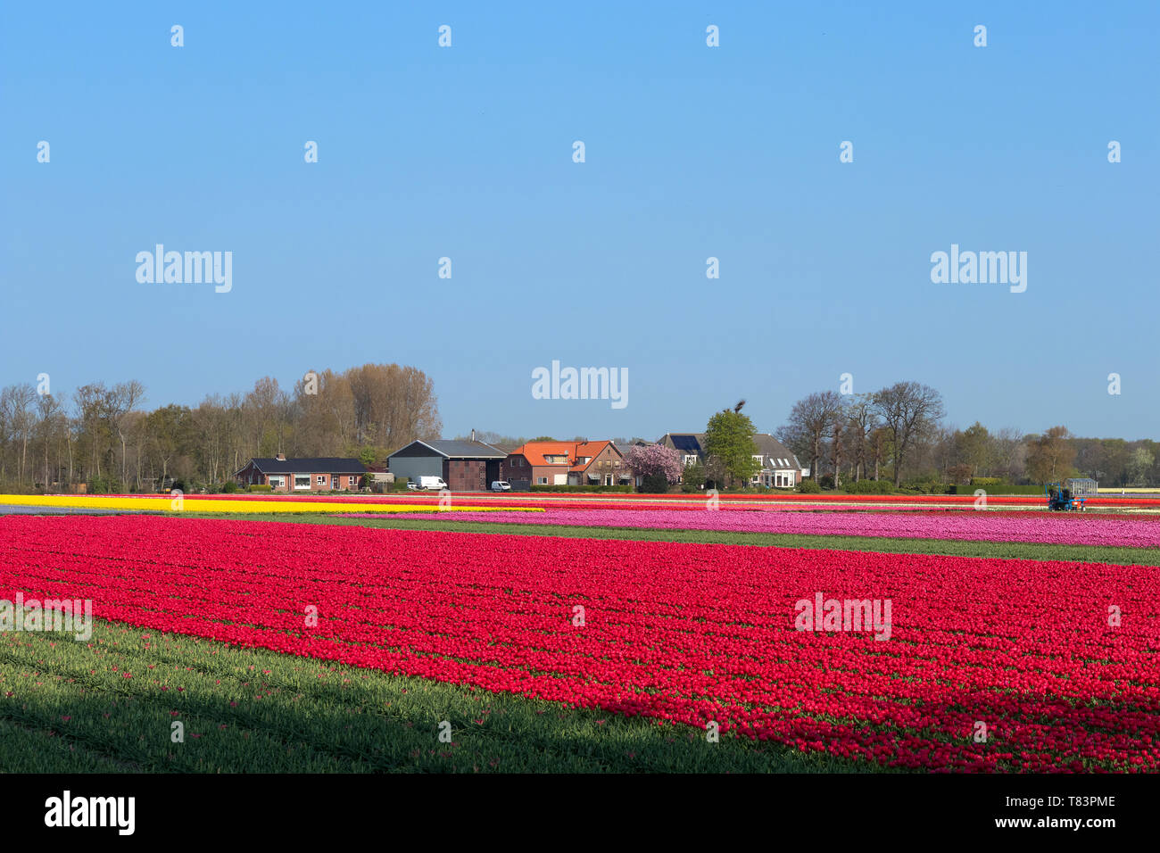 Lisse, Holland - April 18, 2019: Traditional Dutch tulip field with ...