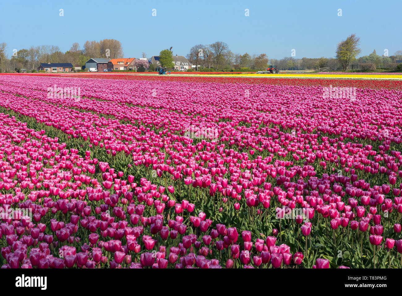 Field of pink tulip hi-res stock photography and images - Alamy