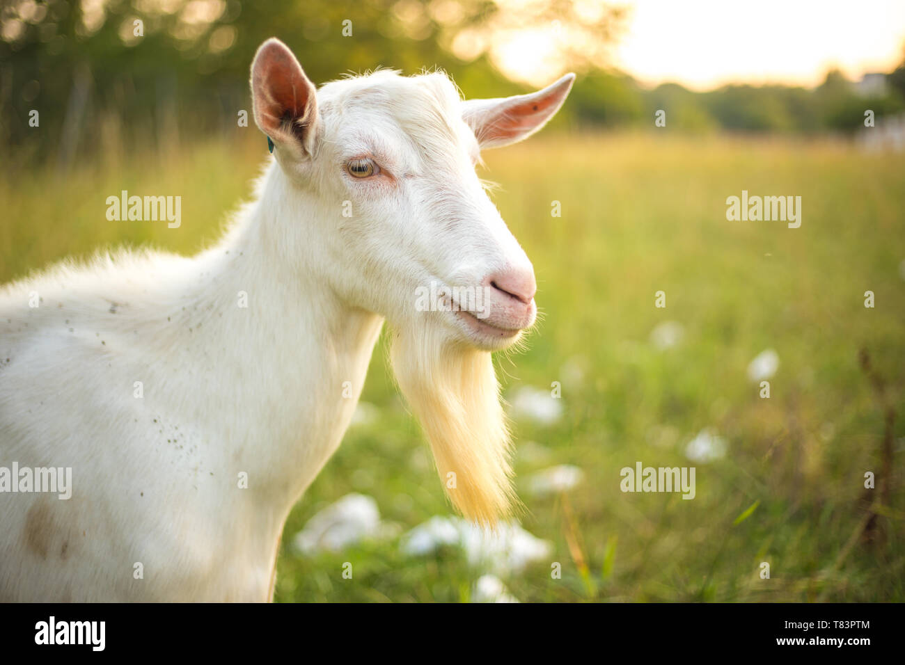 Beautiful, cute, young white goat with beard. Farm animal on a green ...