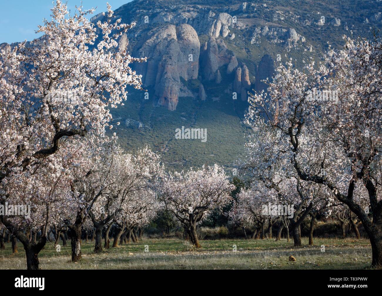 Spain, Aragon, Huesca, Riglos, cherry trees and almond trees in flower ...