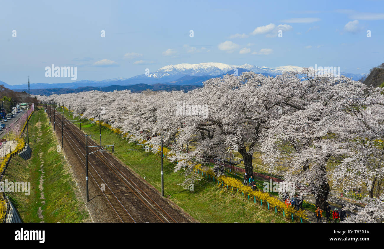 Miyagi, Japan - April 14, 2019. Landscape scenic view of sakura (cherry ...