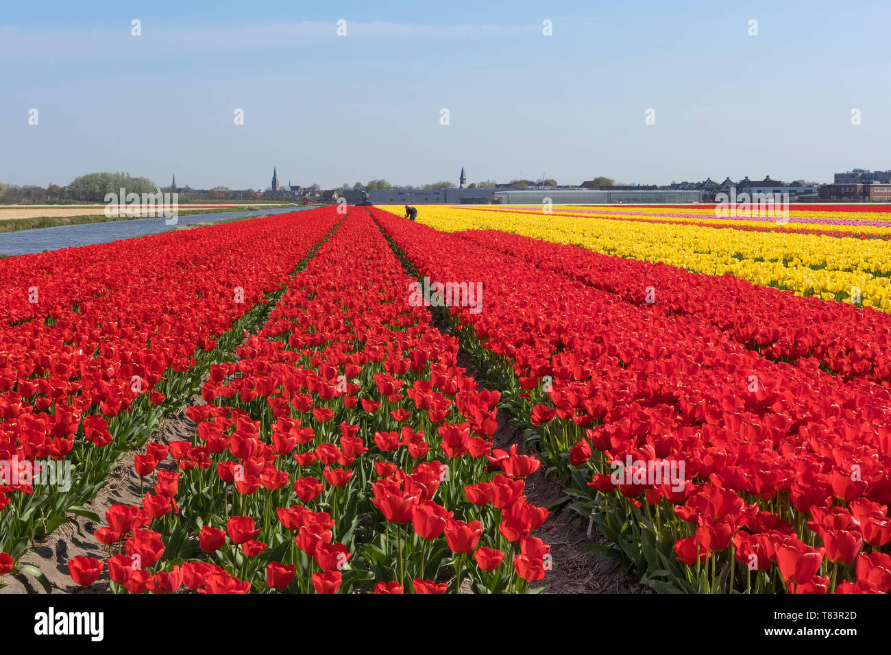 Lisse, Holland - April 18, 2019: Traditional Dutch tulip field with ...