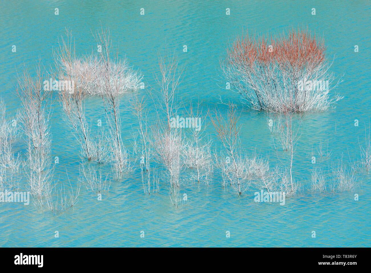 Spain, Aragon, Huesca, Pena Lake, branches and shrubs in a lake with ...