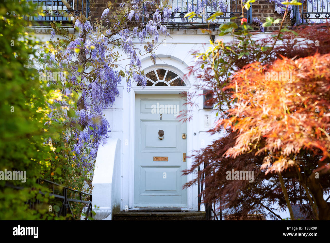 House with shrubs, small trees and wisteria in Bedford gardens, Notting ...