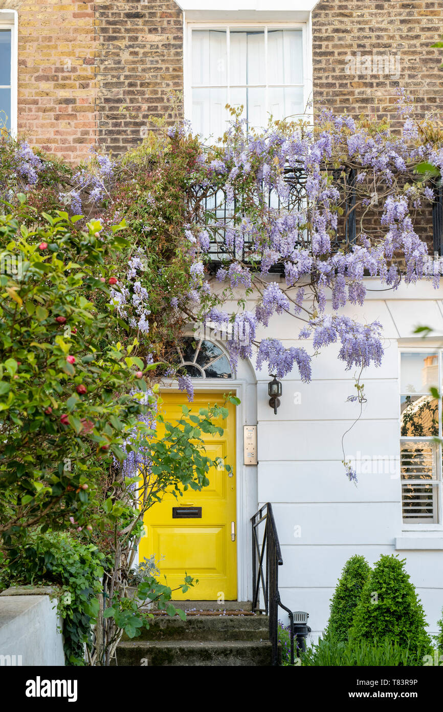 House with shrubs and wisteria in Bedford gardens, Notting Hill, West ...