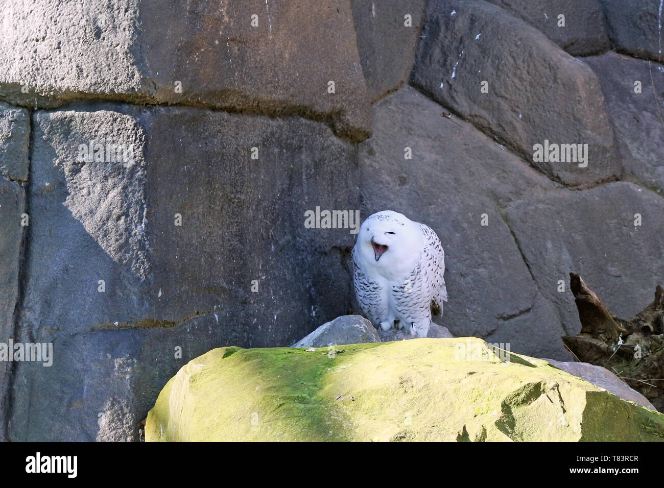 Snowy Owl Nest Snow