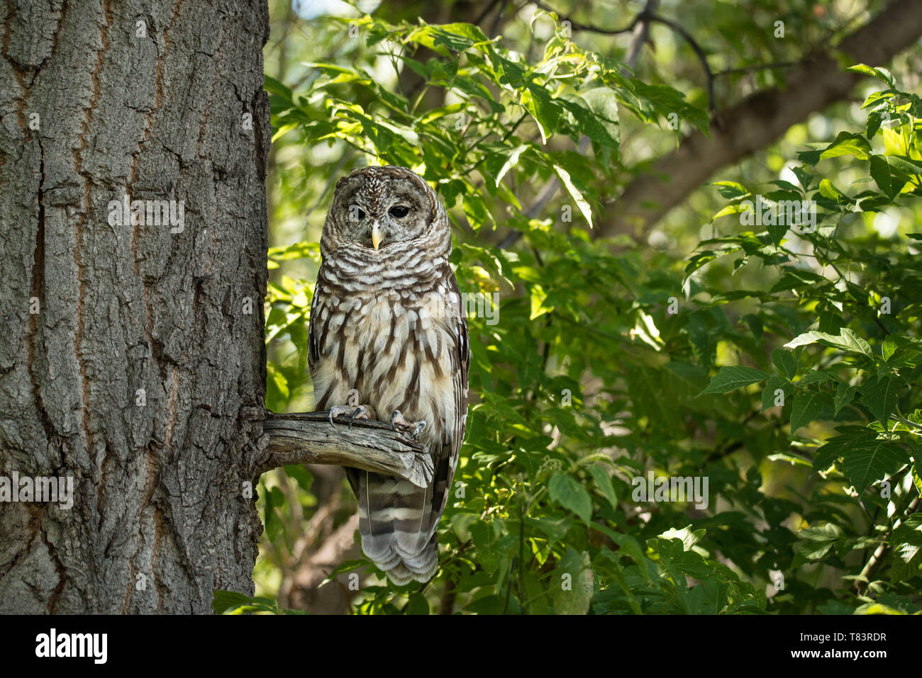 Northwest owl hi-res stock photography and images - Alamy