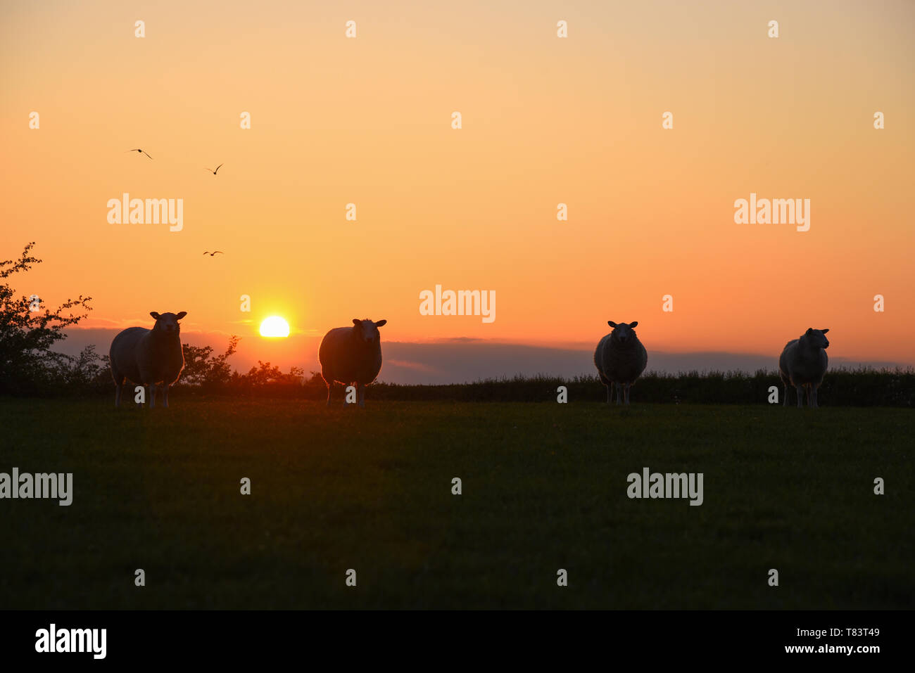 Sheep scenic hi-res stock photography and images - Alamy