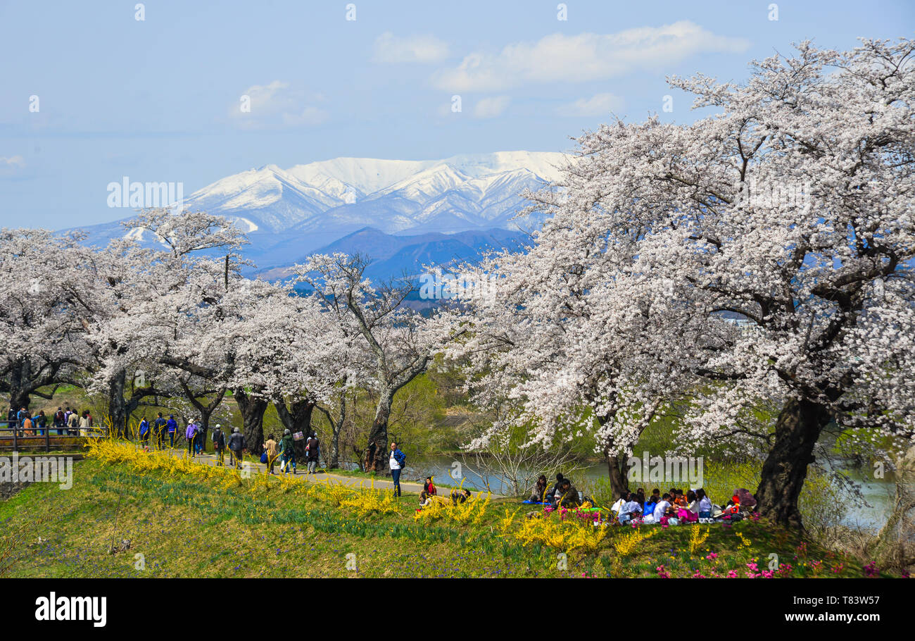 Miyagi, Japan - Apr 14, 2019. Cherry blossom with Zao Mountain Range ...