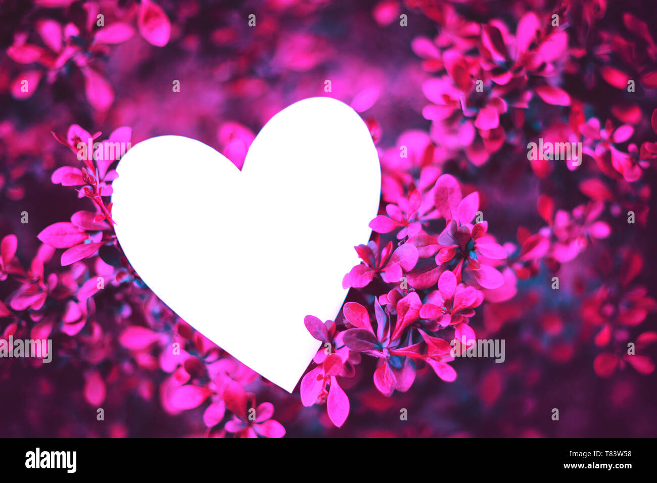 Empty heart shaped white paper card in bright pink branches of barberry ...