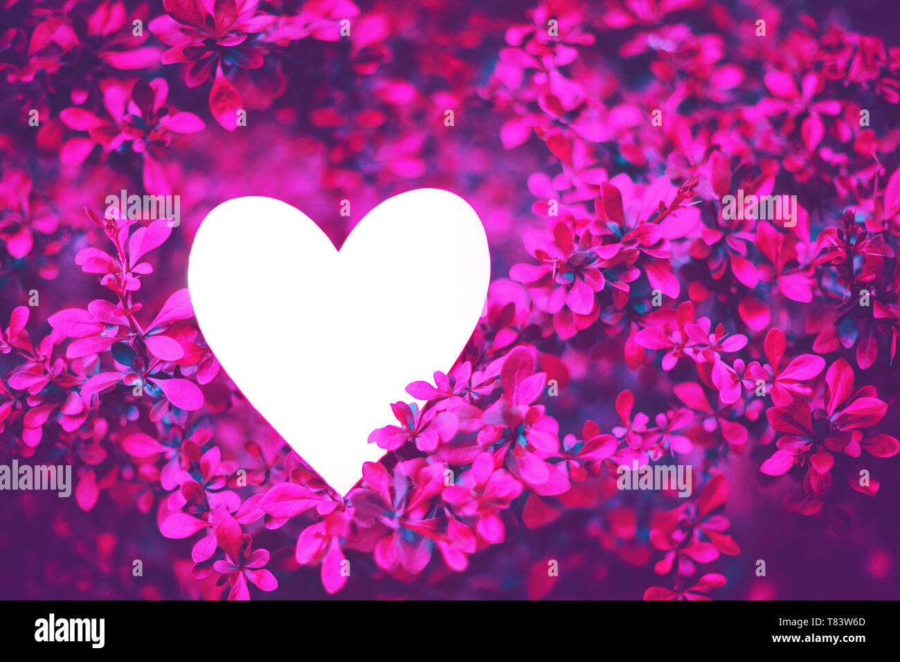 Empty heart shaped white paper card in bright pink branches of barberry ...