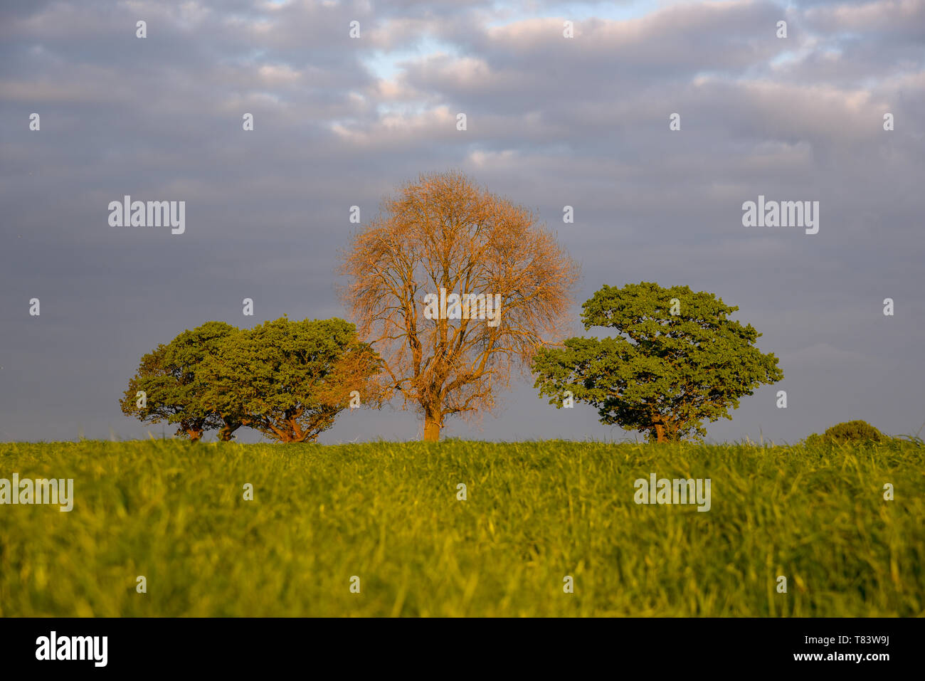 Same tree different season hi-res stock photography and images - Alamy