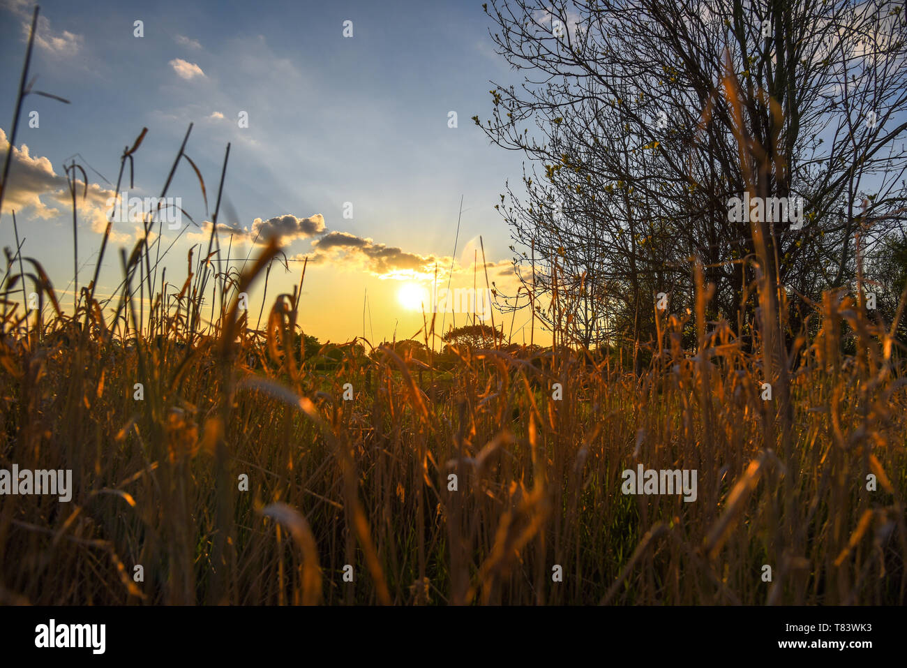 Sunset over crops Stock Photo - Alamy
