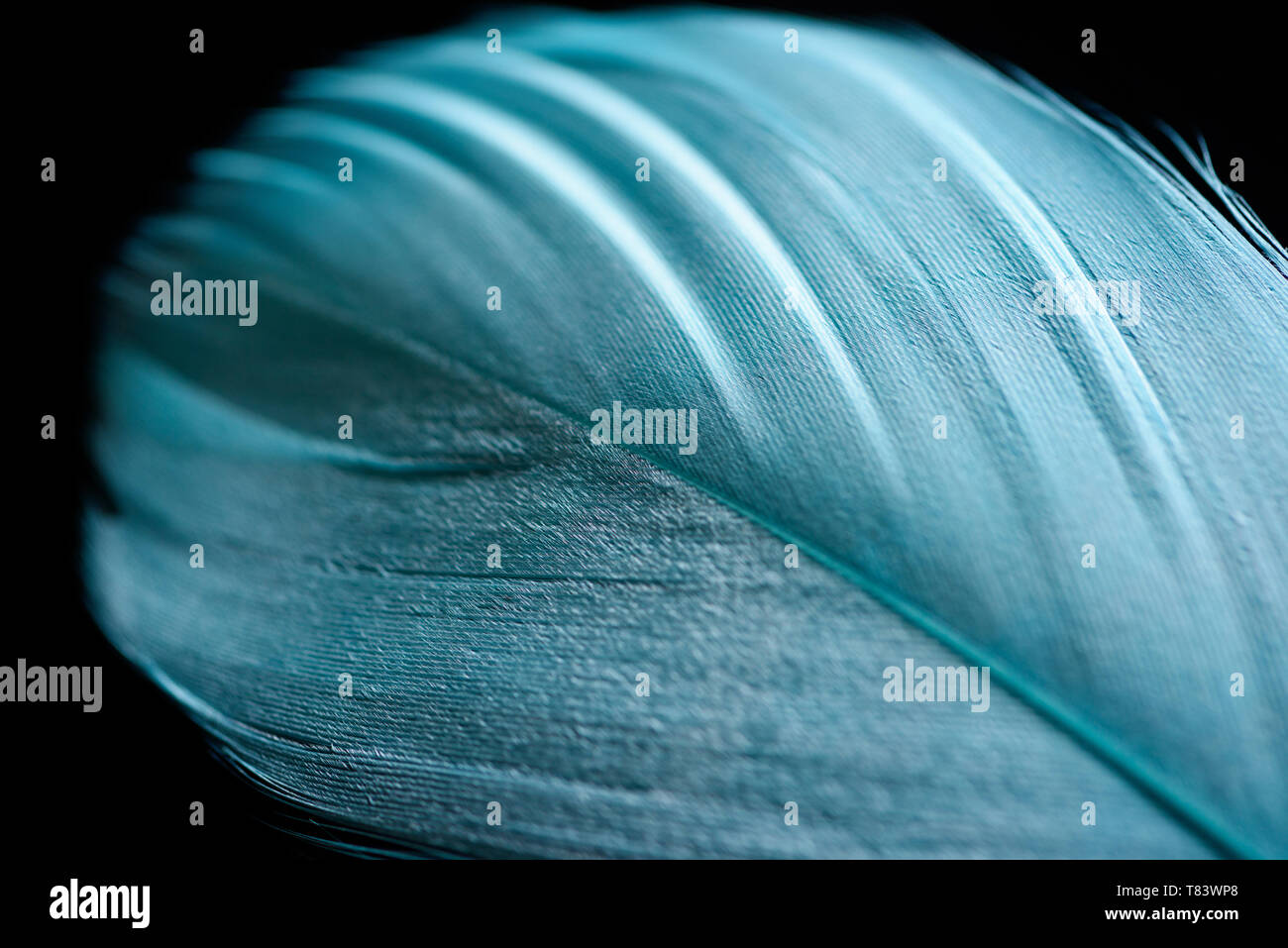 close up of soft blue textured feather isolated on black Stock Photo ...