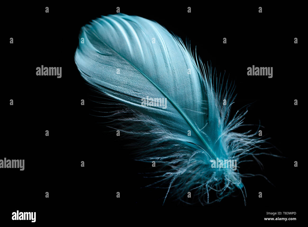 lightweight blue plume isolated on black with copy space Stock Photo ...