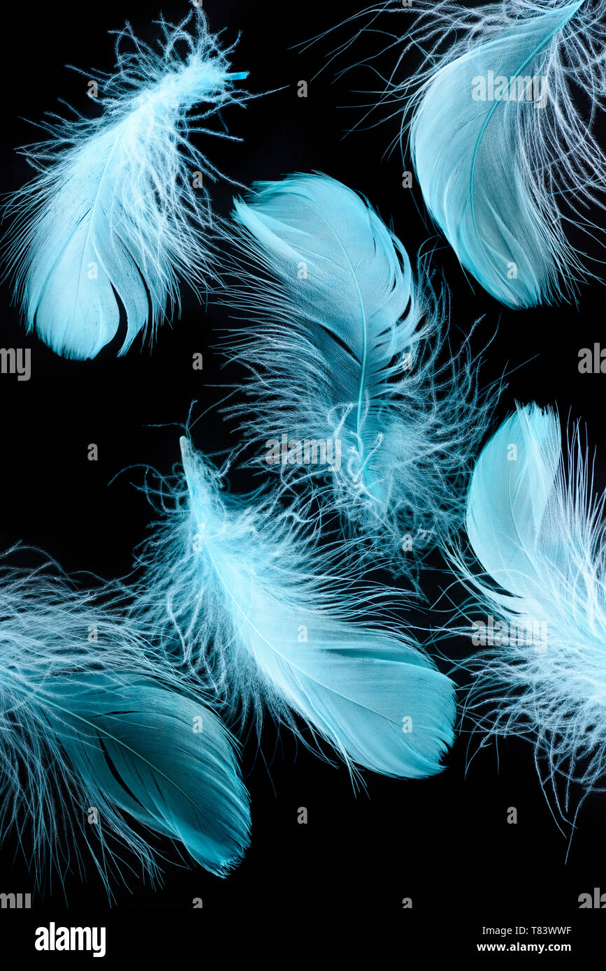 background with blue bright lightweight feathers isolated on black ...