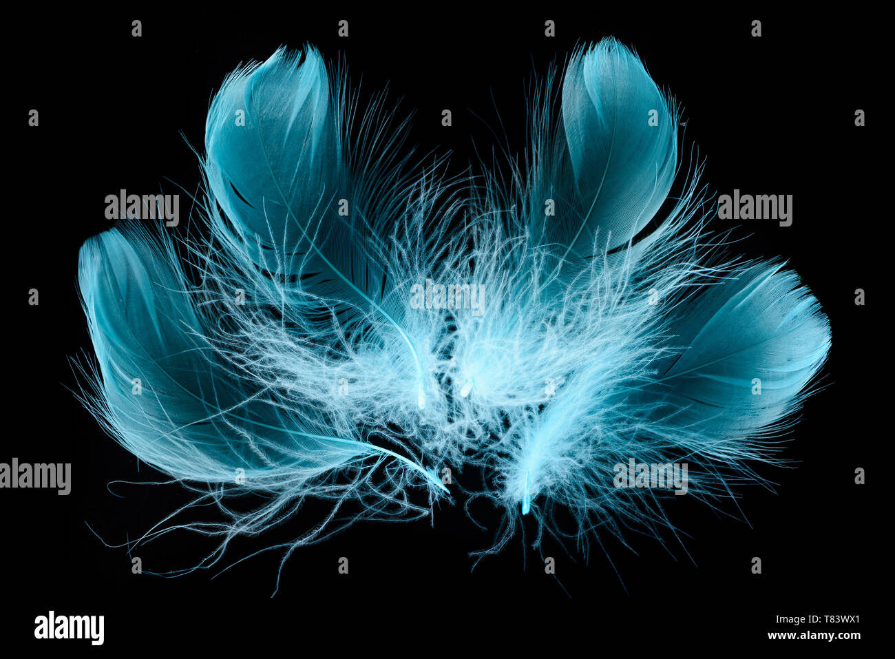 blue bright textured and soft plumes isolated on black Stock Photo - Alamy