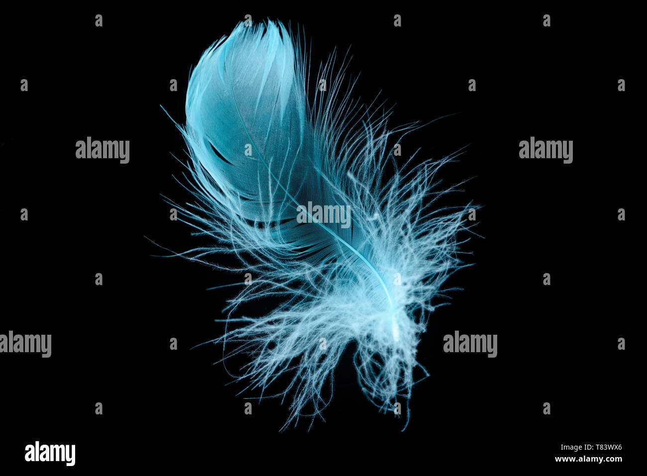 blue bright textured and lightweight feather isolated on black Stock ...