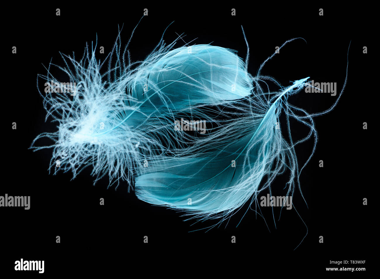 two blue bright soft plumes isolated on black Stock Photo - Alamy