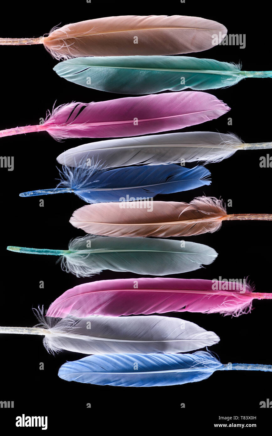 vertical row of bright soft colorful feathers isolated on black Stock ...