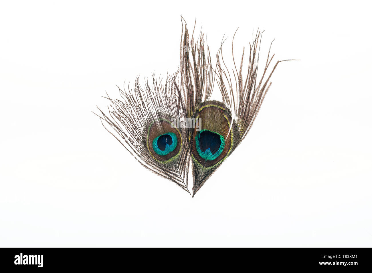 two multicolored lightweight peacock feathers isolated on white Stock ...