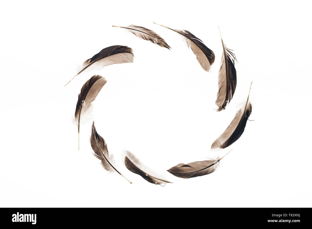 Circle of feathers Cut Out Stock Images & Pictures - Alamy