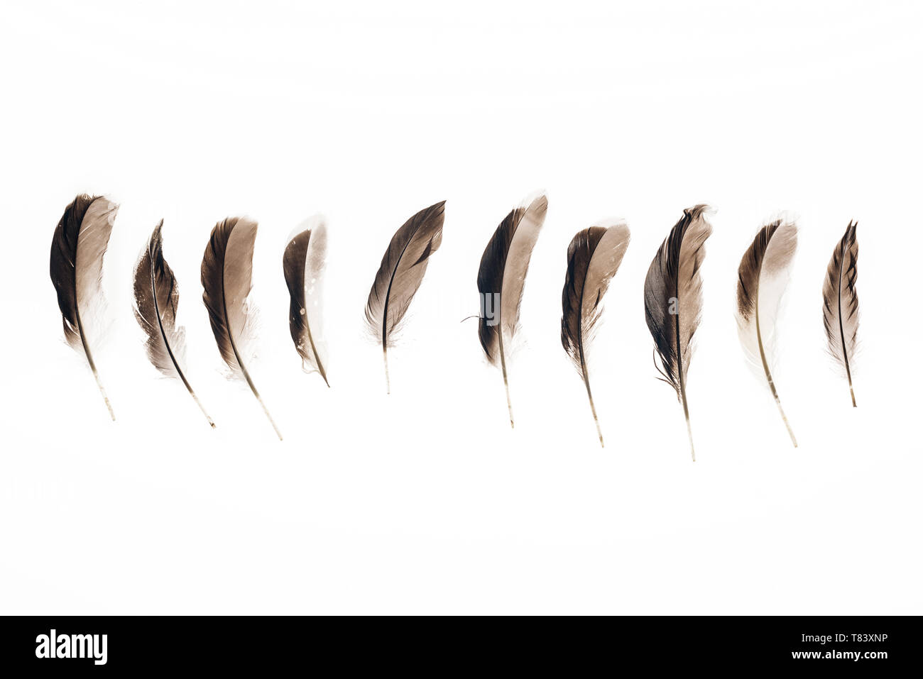 set of brown lightweight feathers in row isolated on white Stock Photo ...