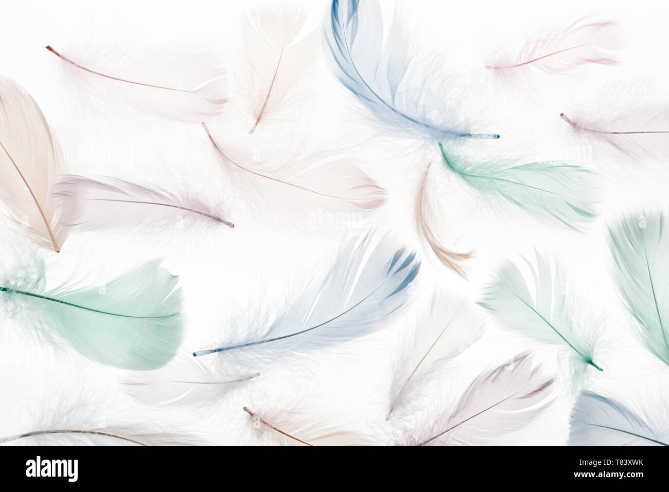 seamless background with multicolored soft feathers isolated on white ...