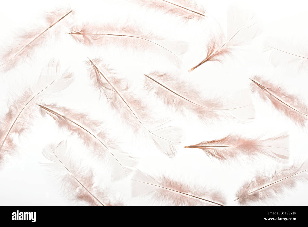 seamless background with beige lightweight feathers isolated on white ...