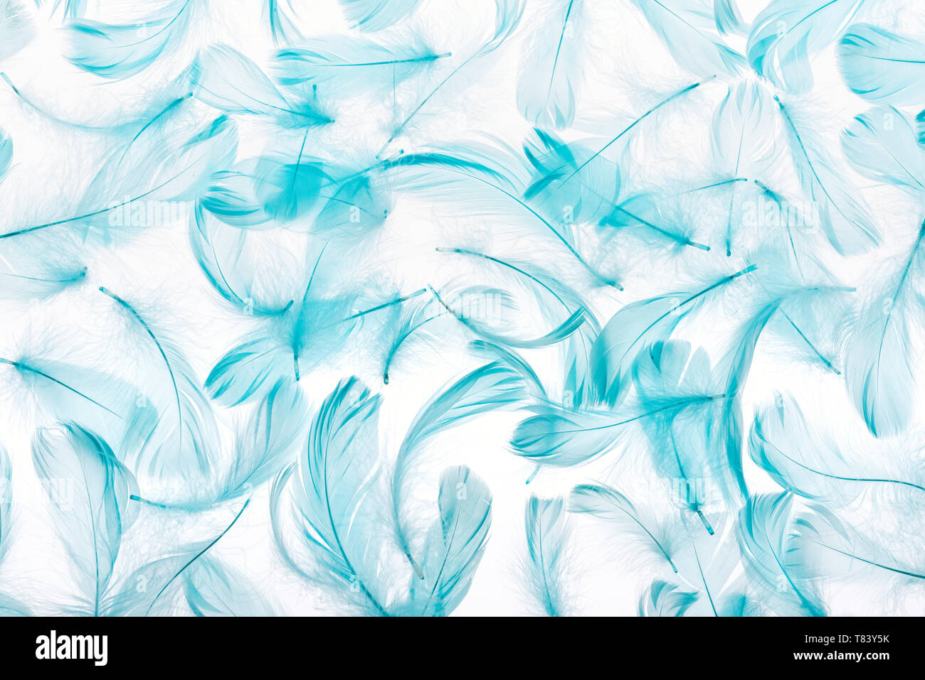 pattern of blue soft feathers isolated on white Stock Photo - Alamy