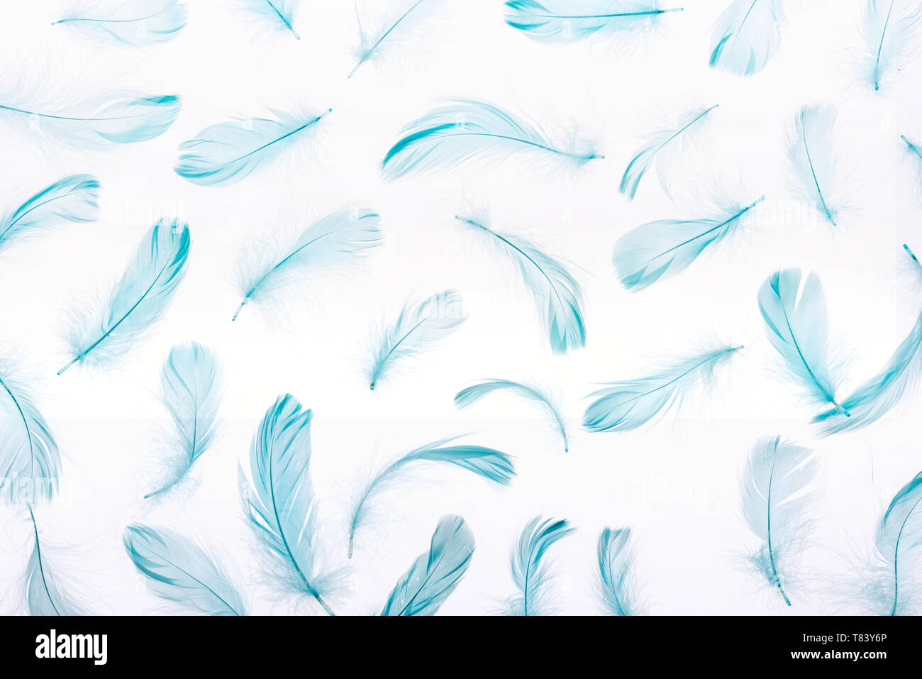 pattern of blue colorful and soft feathers isolated on white Stock ...