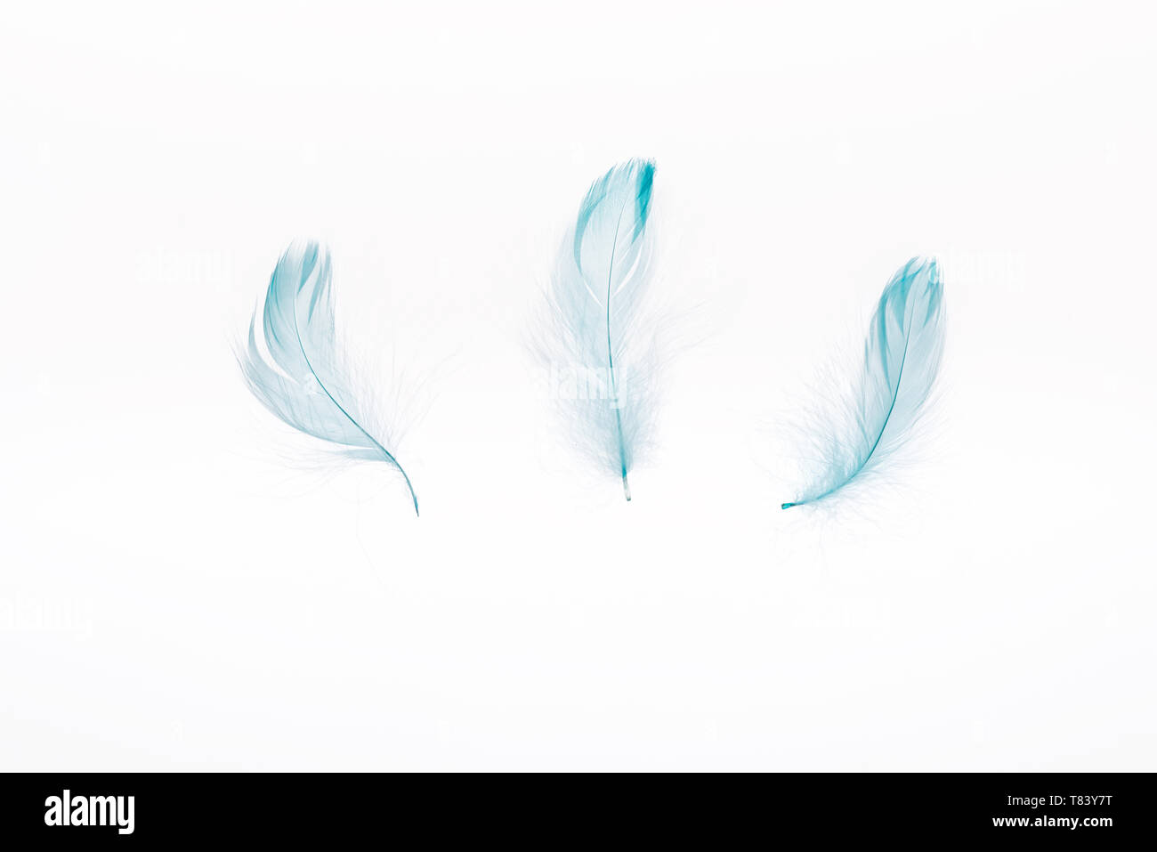 The three feathers Cut Out Stock Images & Pictures - Alamy