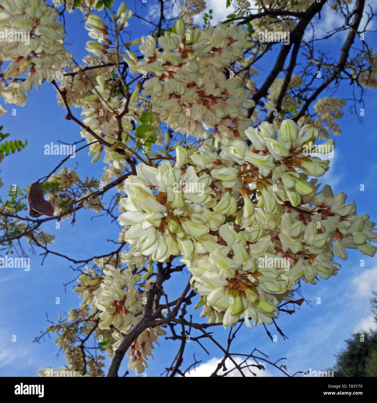 Robinia pseudoacacia flowering in spring Stock Photo - Alamy