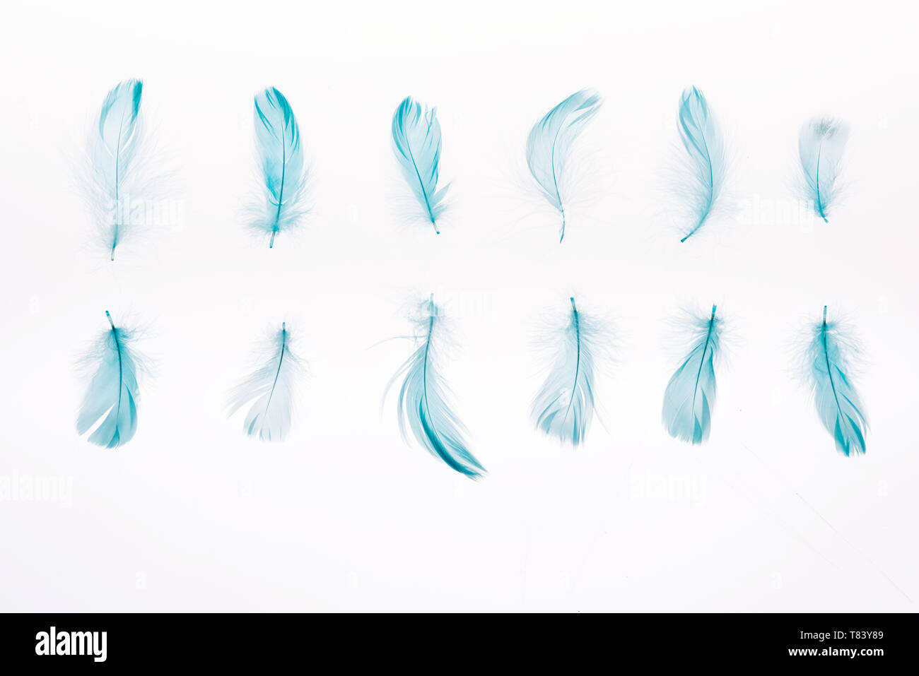 set of blue soft feathers isolated on white Stock Photo - Alamy