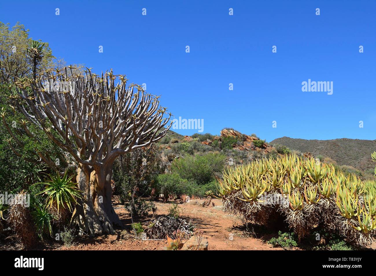 Karoo desert botanical gardens hi-res stock photography and images - Alamy