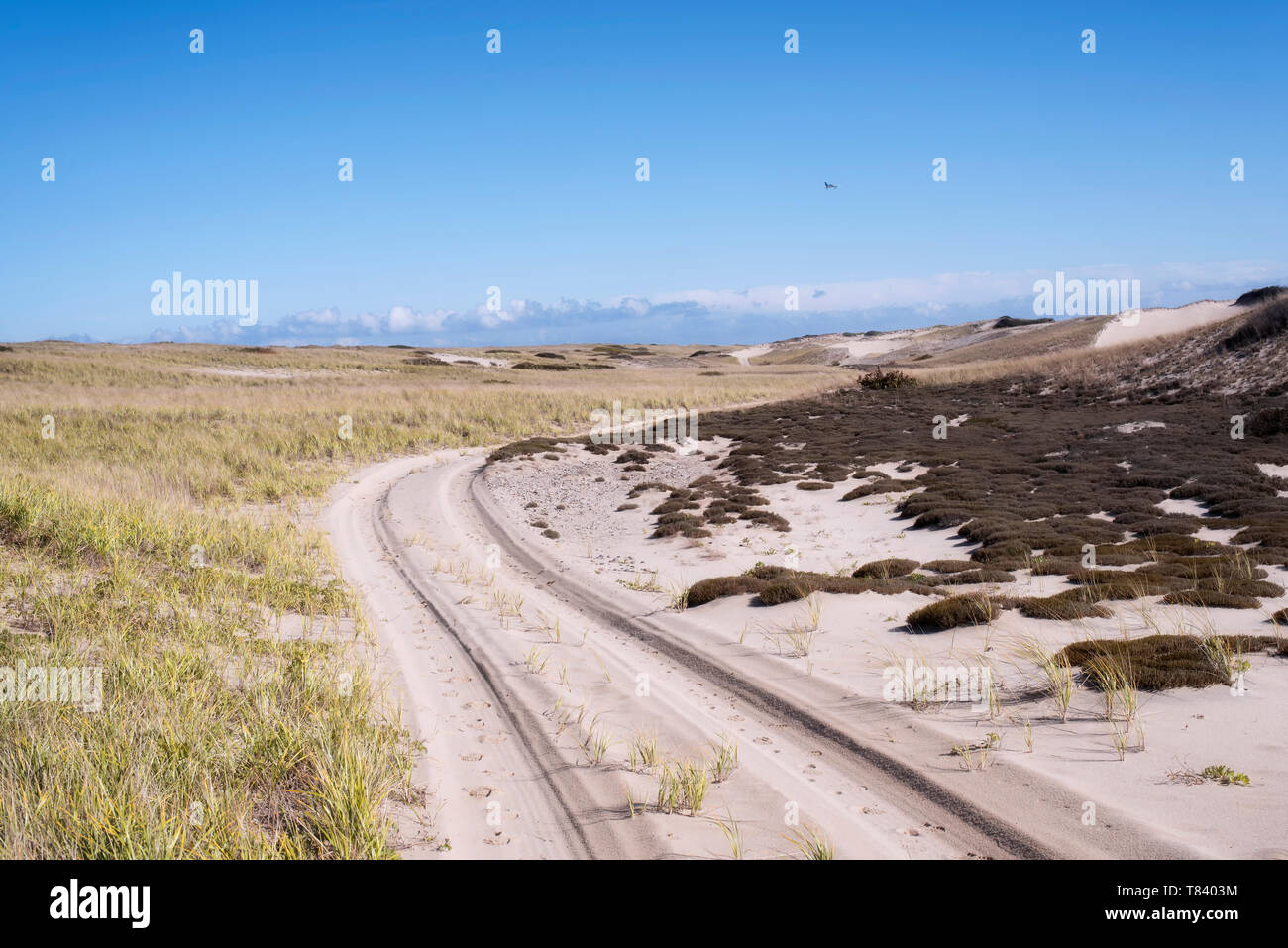 The sand dunes on the Cape Cod National Seashore in Truro Massachusetts ...