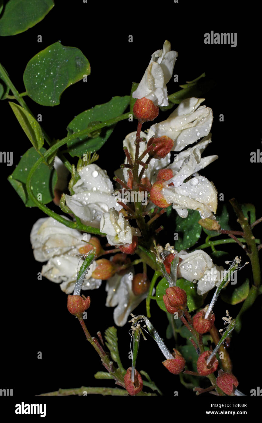 Robinia flower hi-res stock photography and images - Alamy