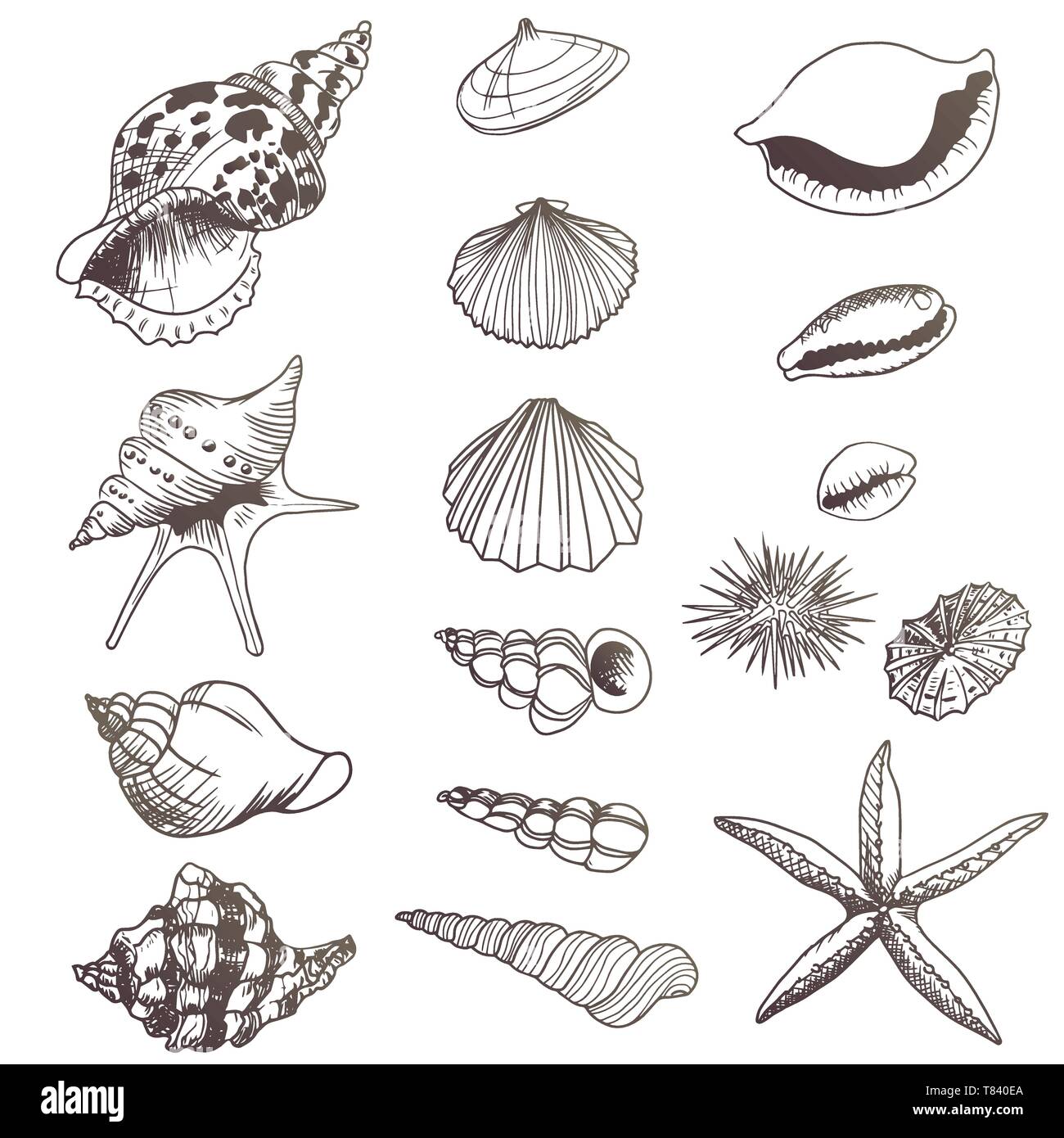 Set of seashells illustrations full vector elements Stock Vector Image ...