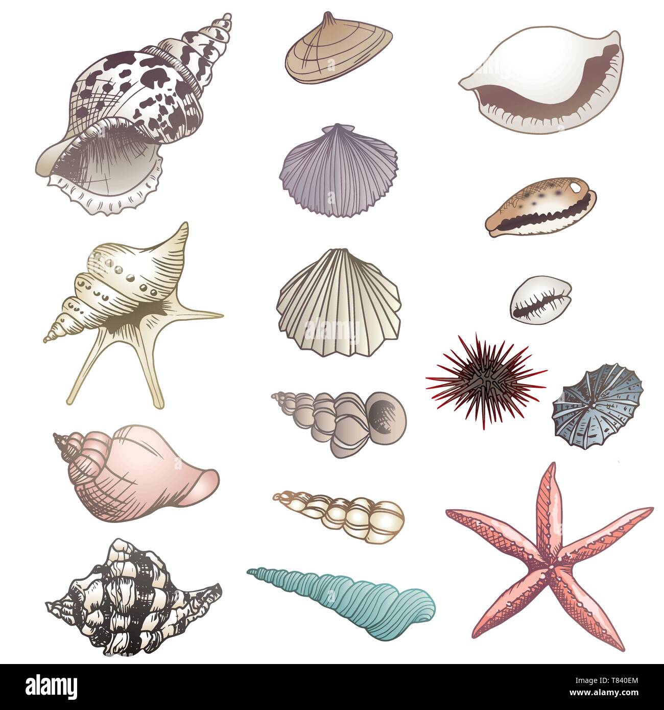 Illustrations shell hi-res stock photography and images - Alamy