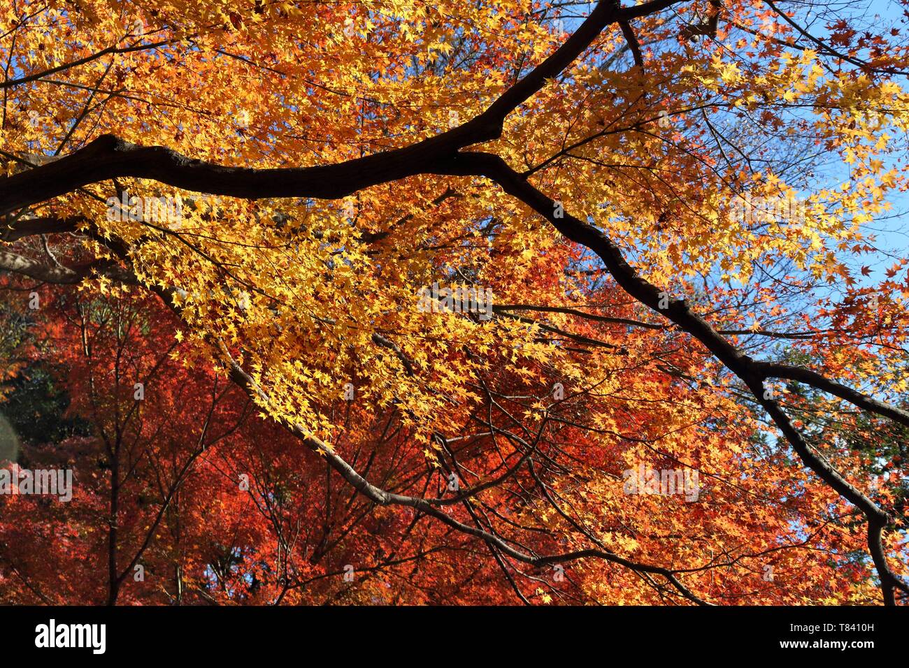 Autumn in Tokyo, Japan - Koishikawa Korakuen Garden. Yellow and red ...