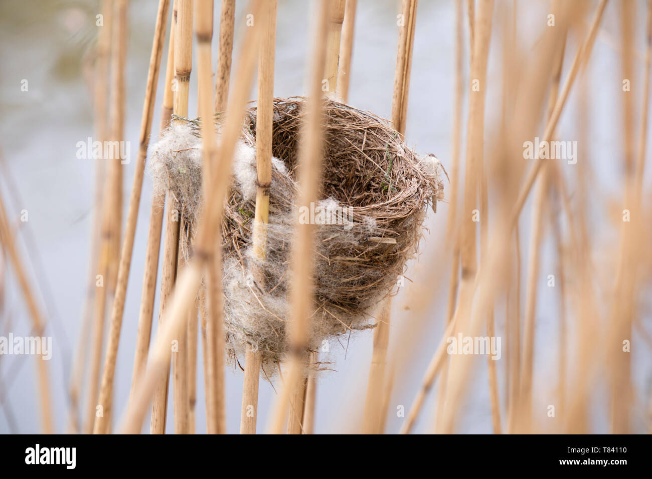 Eurasian reed warbler nest hi-res stock photography and images - Alamy